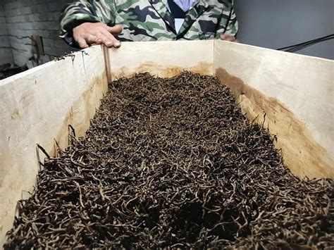 红茶发酵图片 小种红茶图片 红茶发酵机 第11页 大山谷图库