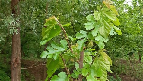 Transplanting Mulberry Tree Key Steps To Minimize Stress