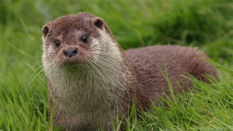 Otter Wallpapers Top Free Otter Backgrounds Wallpaperaccess