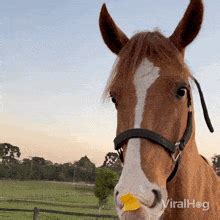  De Caballo Riendo La Guerra Que Salvo Mi Vida Brubaker Bradley