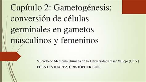 CapÍtulo 2 GametogÉnesis ConversiÓn De CÉlulas Germinales En Gametos Masculino Dr
