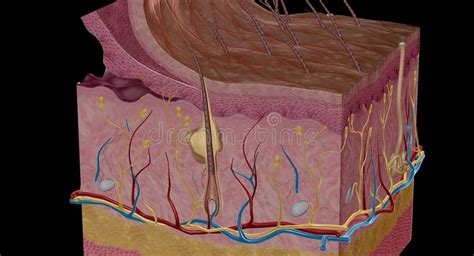 Tactile Stimuli Stock Illustrations 127 Tactile Stimuli Stock Illustrations Vectors And Clipart