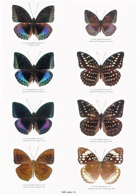 Butterflies Of The World Part 18 Nymphalidae Viii Lexias Nhbs
