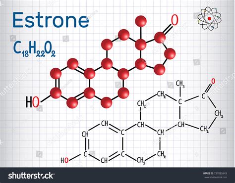 Estrone E Estrogen Minor Female Sex Stock Vector Royalty Free