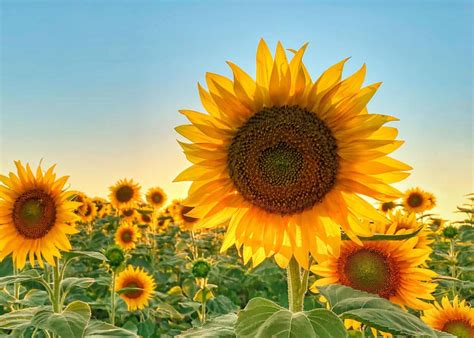 When Is Sunflower Season