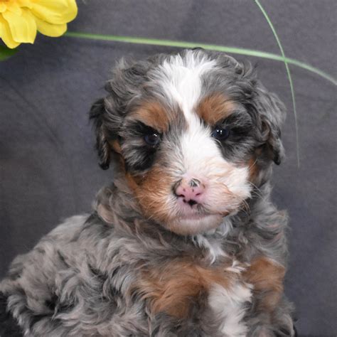 Berry Patch Puppies Blue Eyed Bernedoodle Meet Oompa