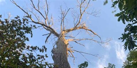 Heres What To Do With Dead Limbs On Trees In Memphis TN