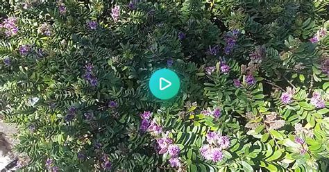 Flutterbys Album On Imgur