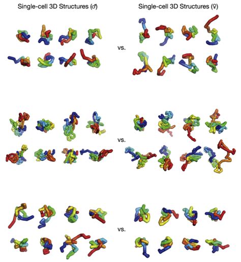 破解人类“基因组三维结构”百年科学难题，斯坦福学者开发生物医学新工具，助力精准医疗 知乎