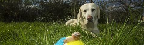 Lungworm In Dogs Everything You Need To Know