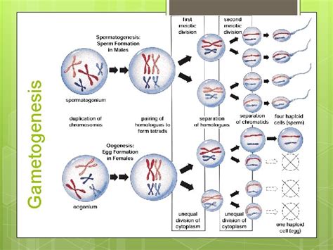 Meiosis Division Of Gametes Mitosis Somatic Cells Body