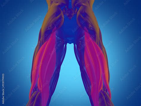 Hamstring Muscle Group Human Anatomy Muscle System 3d Illustration Stock Illustration Adobe