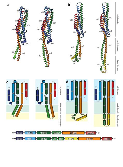 Structures Of The Soluble Monomer And Protomer Of Xaxa And Xaxb A