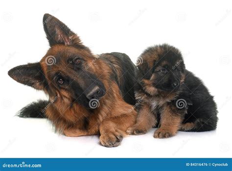 Adult German Shepherd Royalty Free Stock Image
