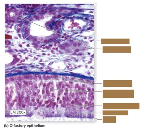 Olfactory Epithelium Diagram Chpt 19 Diagram Quizlet