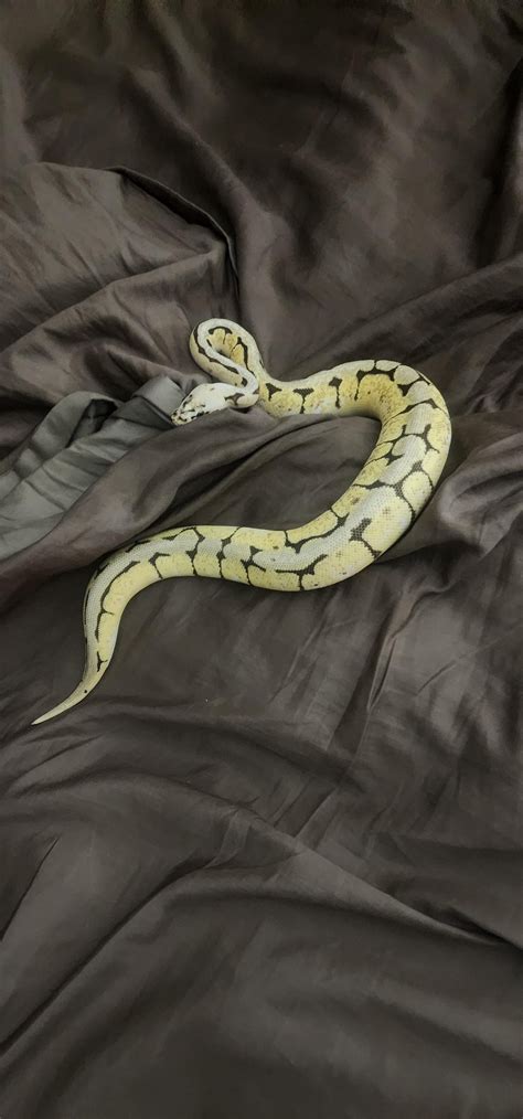 2 Seconds After This She Peed All Over My Bed Rsnakes