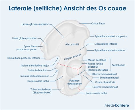 Tuber Ischiadicum Anatomie Aufbau Und Funktion