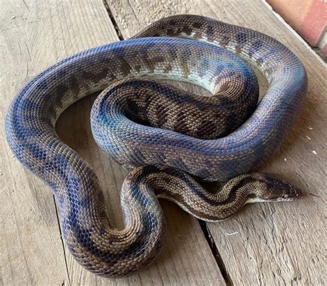 Spotted Pythons Available