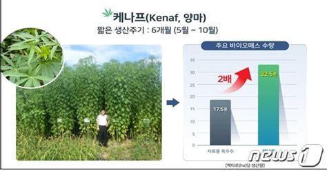 전북 80일이면 썩는 식물 케나프 기반 친환경 플라스틱 개발·산업화 추진