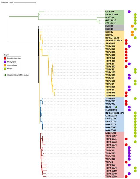 Antibiotics Special Issue Streptococcus Biology Pathogenesis Epidemiology And Evolution
