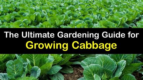 Growing Cabbage Fast Guide For Planting Cabbage