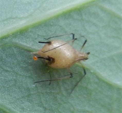 Aphid Bugguidenet
