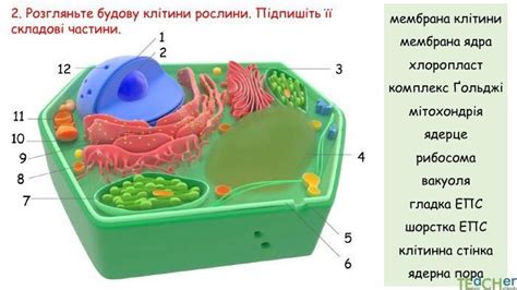 ПЖПЖПЖ Будова клітини рослини підпишіть пронумеровані частини