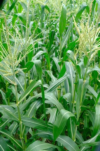 El Maíz Dulce Zea Mays Saccharata Es Uno De Los Cultivares De Maíz