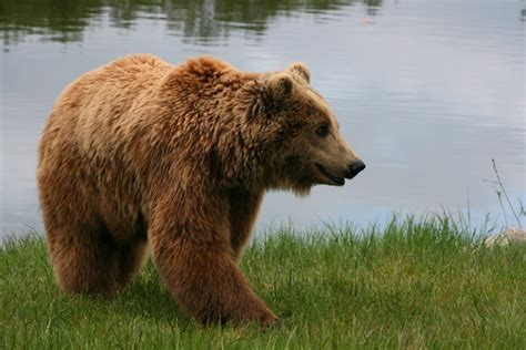 Oso De Anteojos Características Hábitat Alimentación