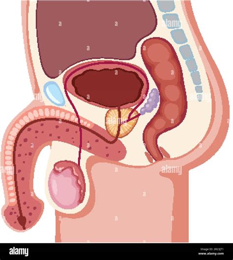 Male Reproductive Organs Diagram
