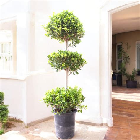 Ficus Panda 3 Head Ficus Retusa Buy Online In Uae Plantesae