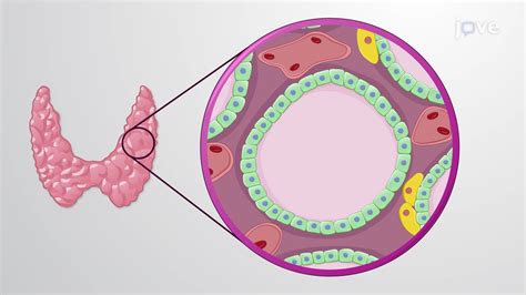 Video Synthesis And Regulation Of Thyroid Hormones