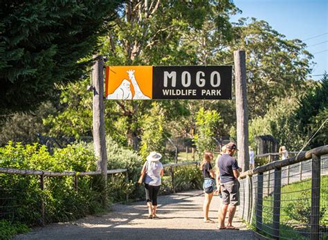 Mogo Wildlife Park A Must Visit Winter Destination