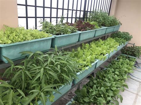 10 Top Các Loại Rau Chịu Nắng Nên Trồng Vào Mùa Hè