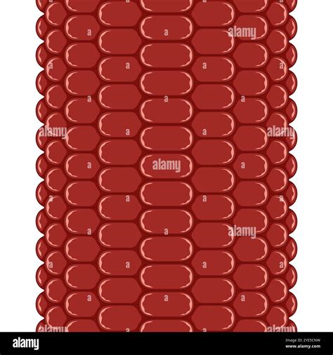 Vertical Seamless Pattern With Corn Cob Texture Maize Color Vector