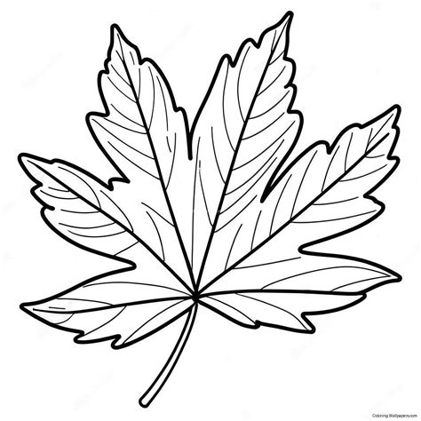 Maple Leaf Coloring Page 39383 31147