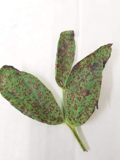 Faba Bean Foliar Diseases Alberta Pulse Growers