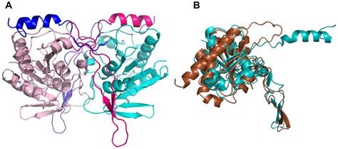 Sure Structure A Structure Of Wild Type Stsure Dimer Shown In Ribbon Download Scientific