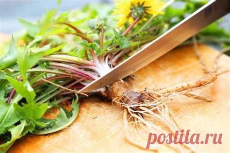 Канадские ученые обнаружили растение которое убивает раковые клетки Добрые советы Постила