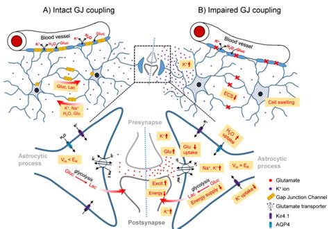 Role Of Impaired Astrocyte Gap Junction Coupling In Epilepto Genesis V1