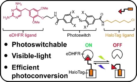 Visible‐light‐switchable Molecular Glues For Reversible Control Of Protein Function Zhang
