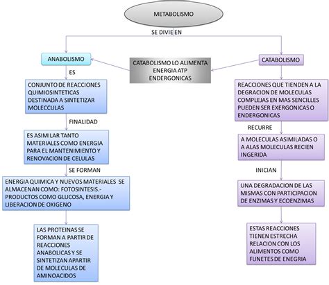 Metabolismo Celular Mapa Conceptual Chefli