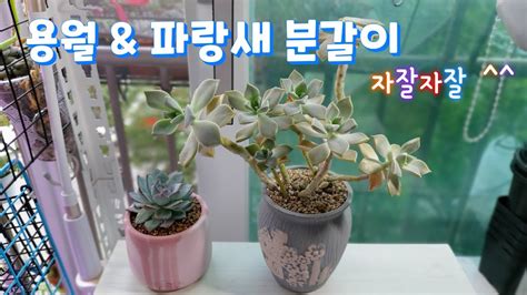 키우던 용월 파랑새 분갈이 And 자잘자잘 다육이를부탁해 Youtube