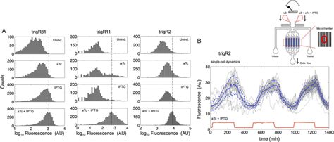 Functional Characterization Of Designer Rna Hybridization Networks In Download Scientific