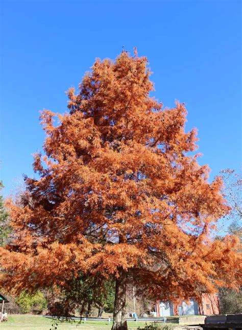 Dawn Redwood Tree For Sale Buying And Growing Guide