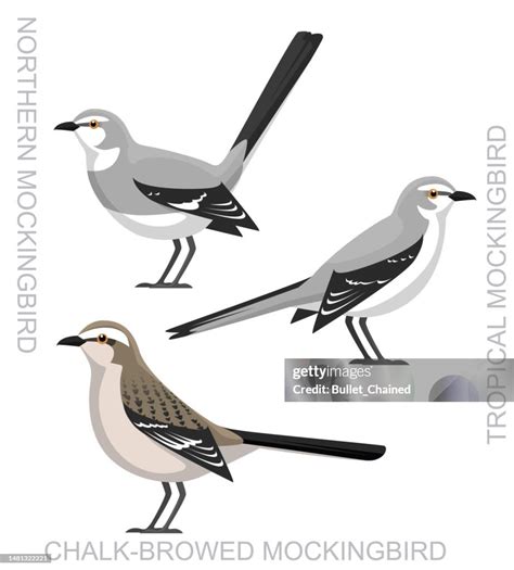 Cute Bird Mockingbird Set Cartoon Vector High Res Vector Graphic
