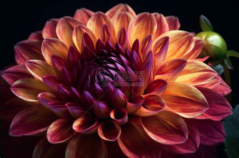 美丽的大丽花插画图片下载 正版图片600213558 摄图网