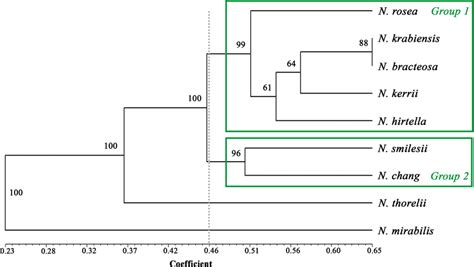 UPGMA Based Dendrogram Showing Genetic Relationships Among The Nine Download Scientific Diagram