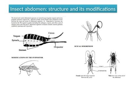 Morphology Of Body Segments Of Insecta Ppt Pptx