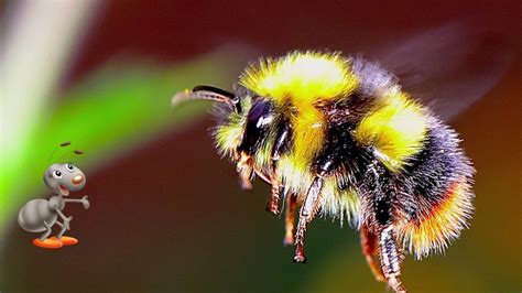 Українська казка Про Ромашку та Мурашку Аудіоказка на ніч Youtube